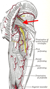 Stretching piriforme | esercizi ed automassaggio - Obiettivo Salute