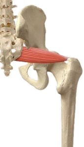 Il Muscolo Piriforme e la Sindrome del Piriforme